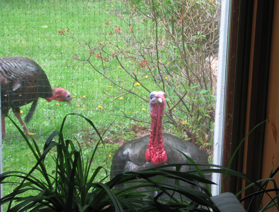 turkeys at window – Birds of Vermont Museum