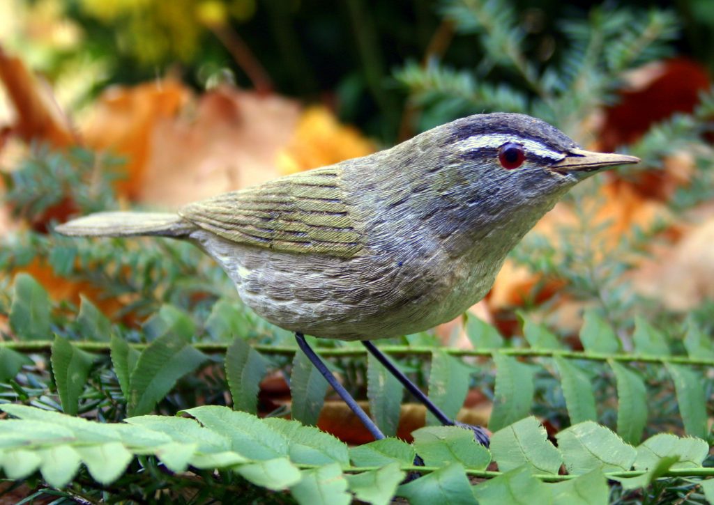 Bird Feeding – Birds of Vermont Museum