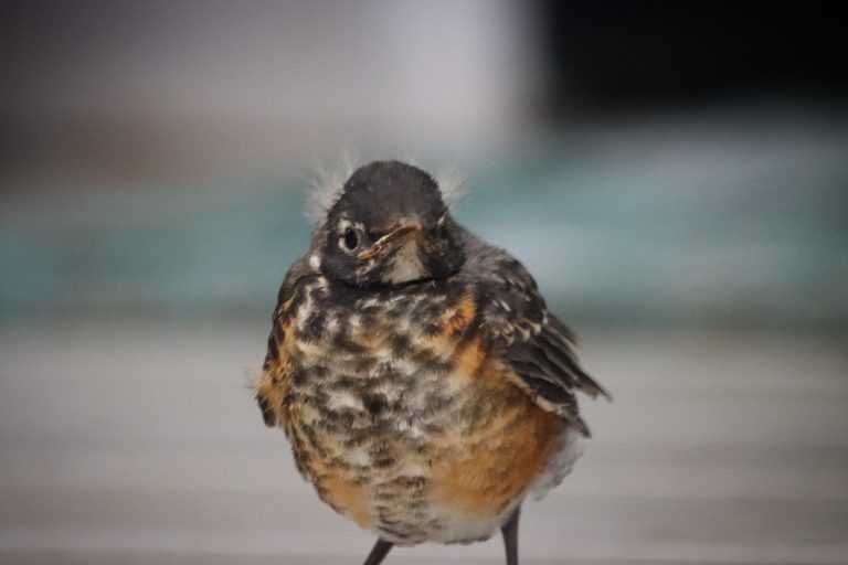 Through the Window: June 2025 – Birds of Vermont Museum